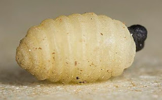 Species Tsetse Fly | Animals In The World