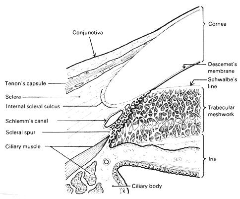 FISIOLOGÍA DE LA VISIÓN I: MALLA TRABECULAR- DRENAJE HUMOR ACUOSO