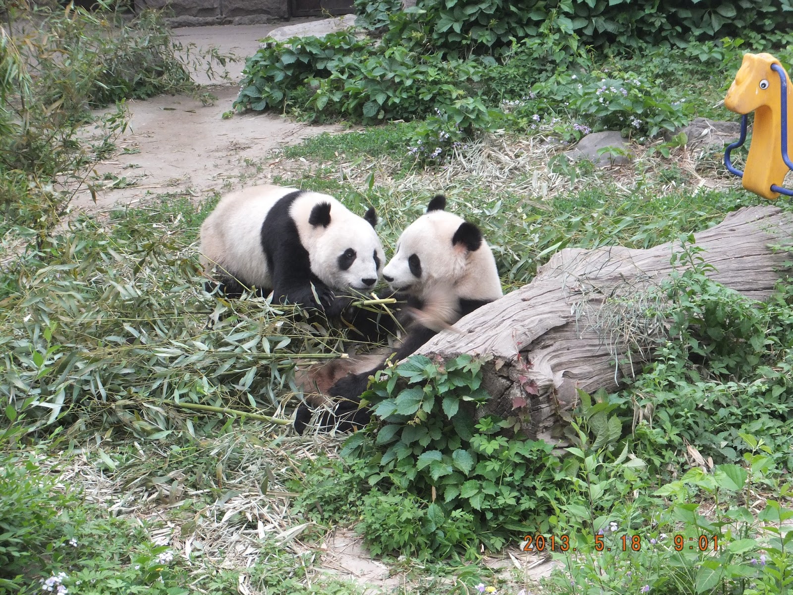 Bach's Chinese Rail Tour : May 18, 2013 Beijing - Panda House, Summer ...