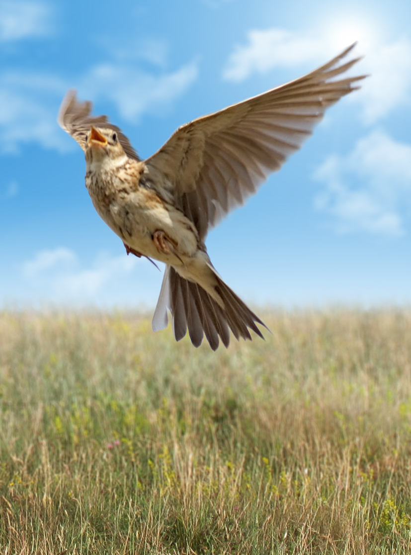 Miss Jacobson's Music: WEDNESDAY, SEPTEMBER 16, 2015