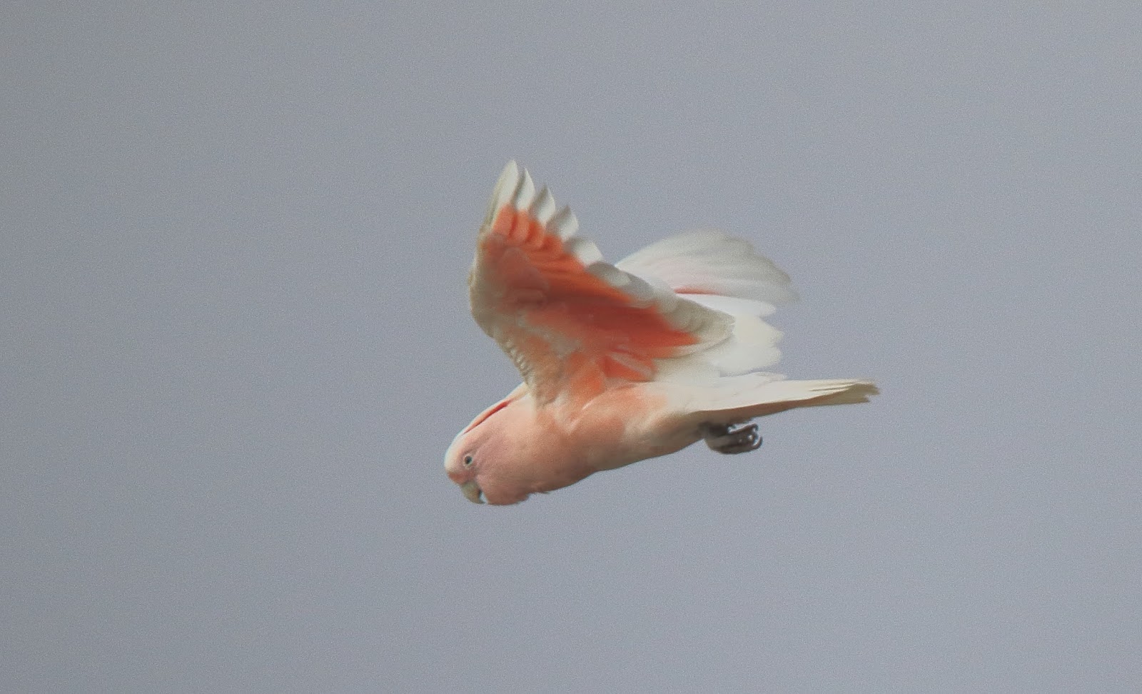 Richard Waring's Birds of Australia: A few photos of Major Mitchell ...