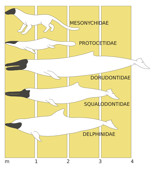 kukurustan: 1.013 Izurdearen eboluzioa. La evolución del delfín. The ...