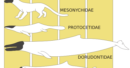 kukurustan: 1.013 Izurdearen eboluzioa. La evolución del delfín. The ...
