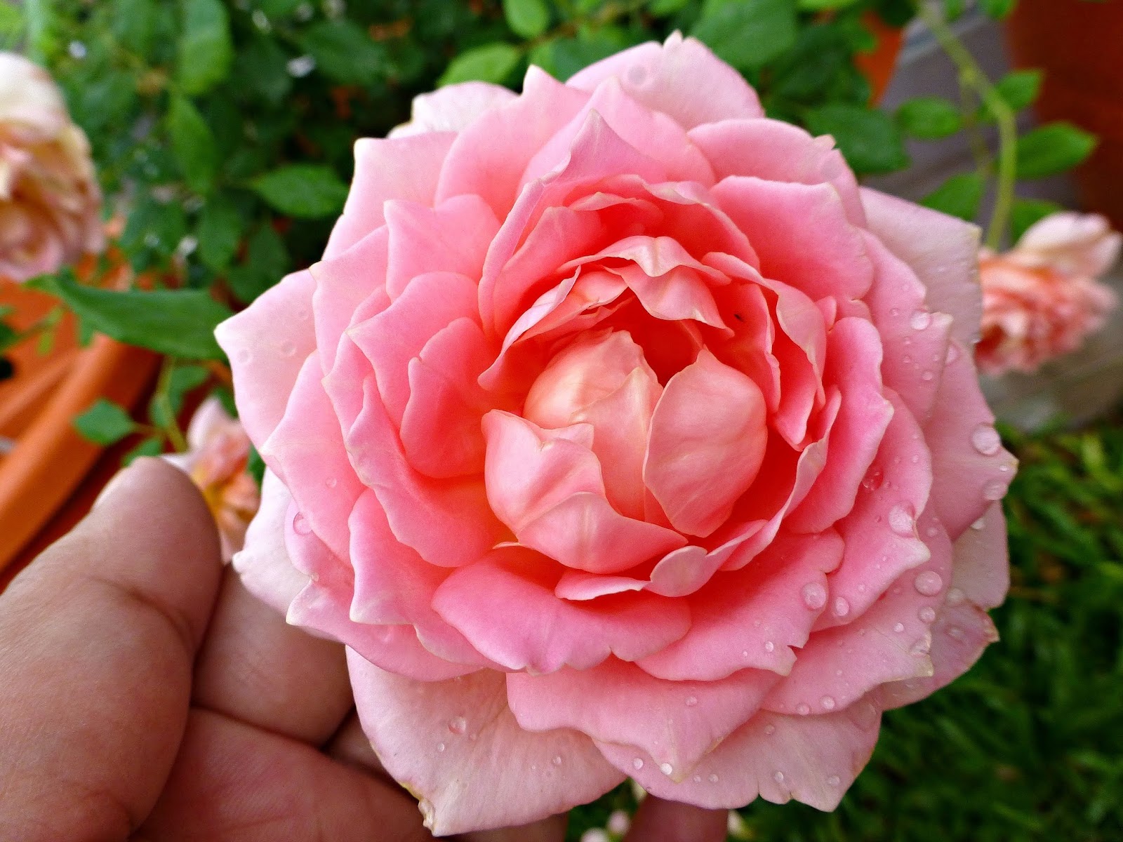 RESEPI NENNIE KHUZAIFAH: Cantiknya bunga ros Jubilee Celebration