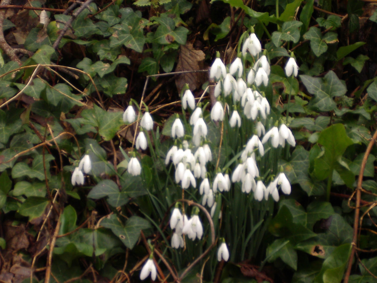 Drawing and Illusion: The Secret History of Snowdrops part 1