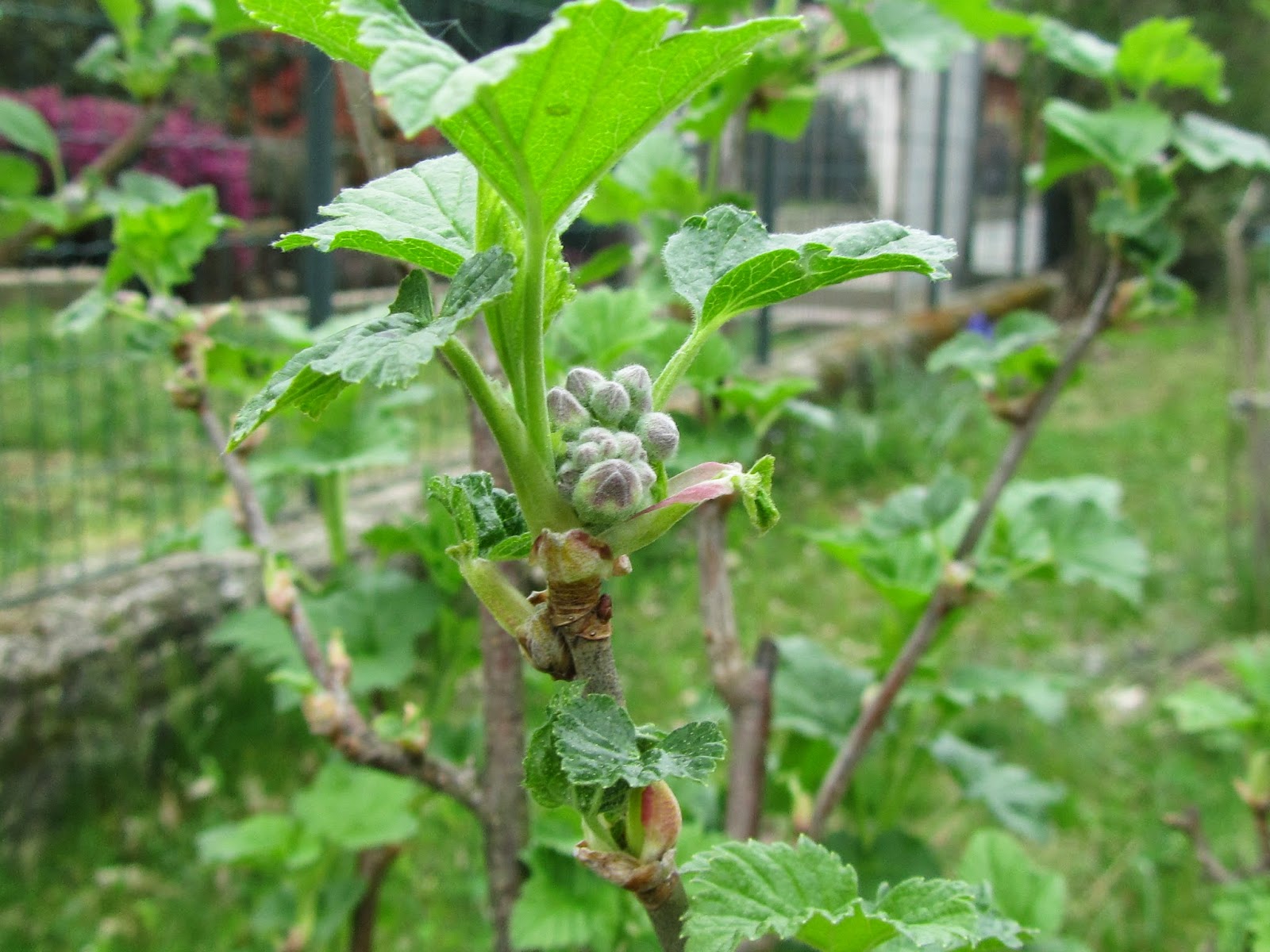 Come Coltivare il Ribes Nero (Ribes nigrum) | Il Gusto Della Natura