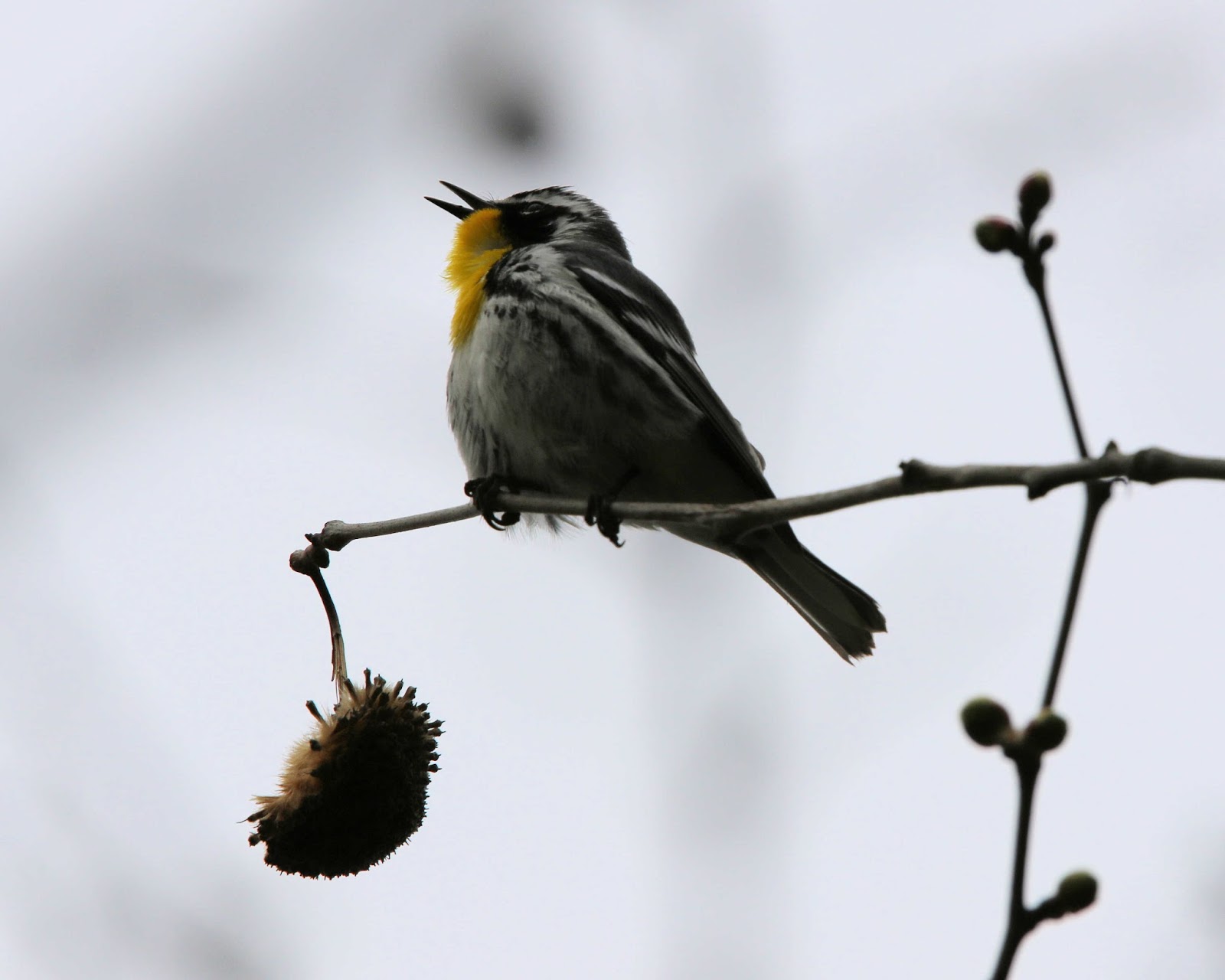 Birds from Behind : Spring Babies...part two-ish...