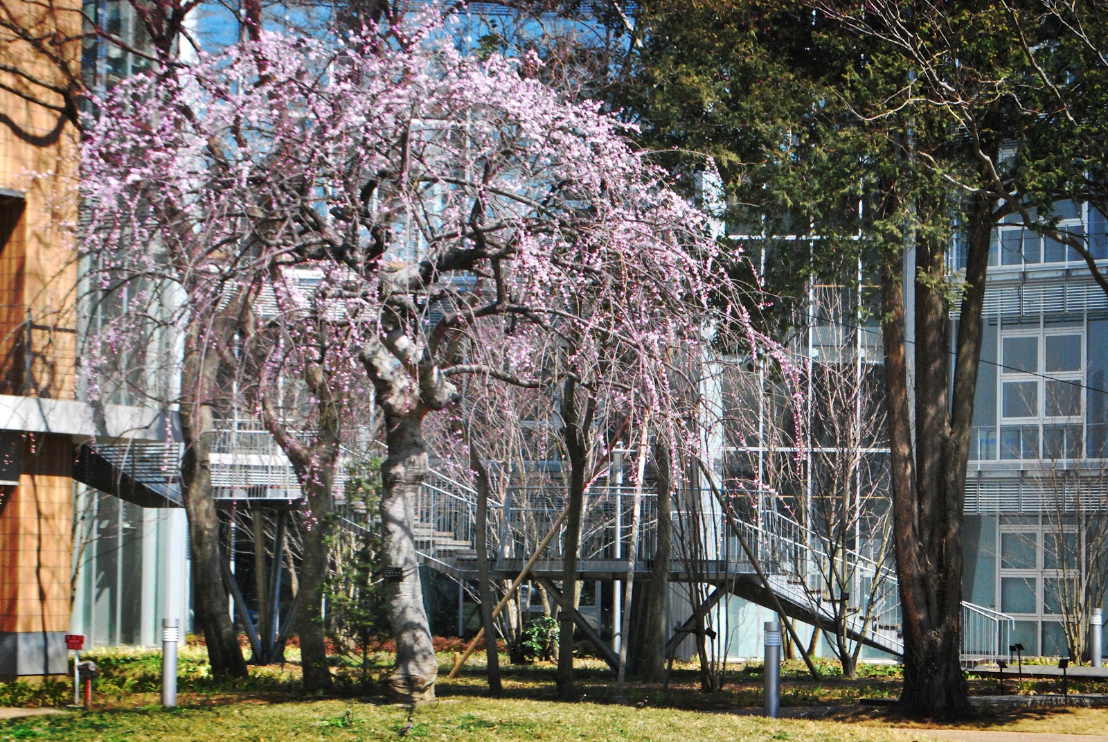 Tok'yall: Reitaku University