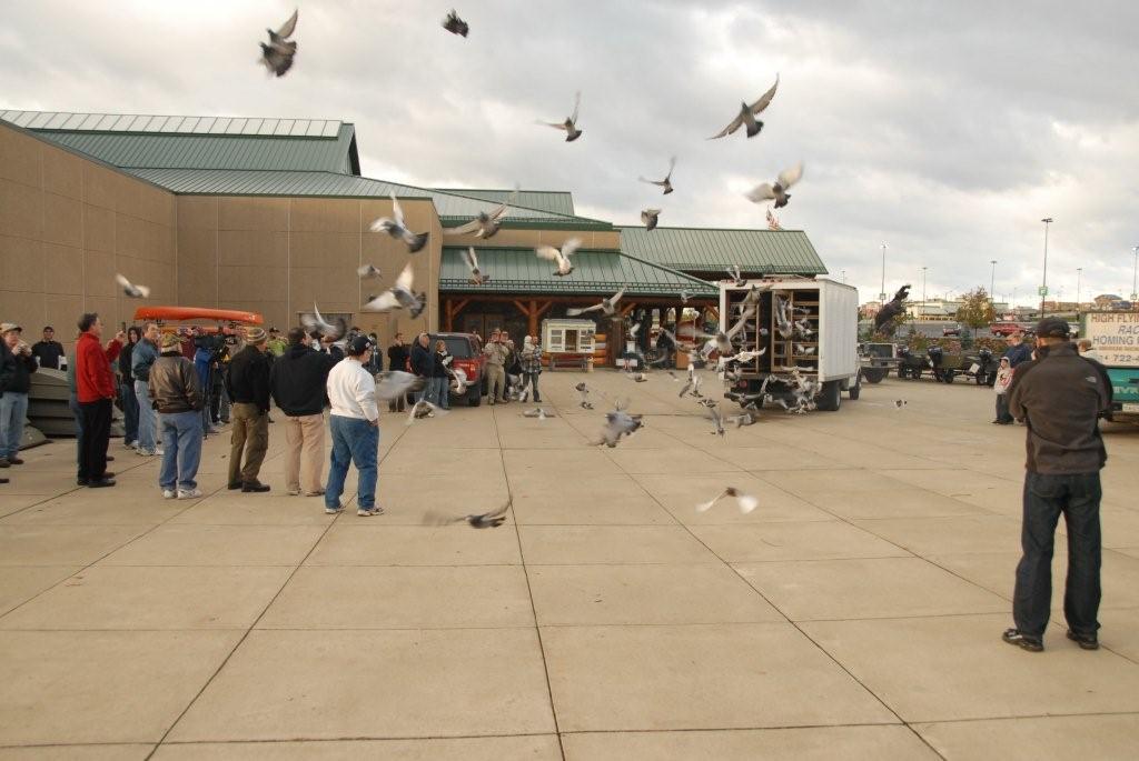 AMERICAN RACING PIGEON UNION: WINGED WONDERS