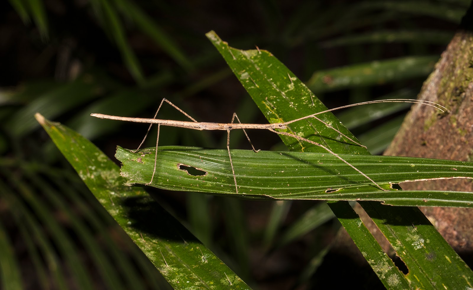 BunyipCo: Around the Traps