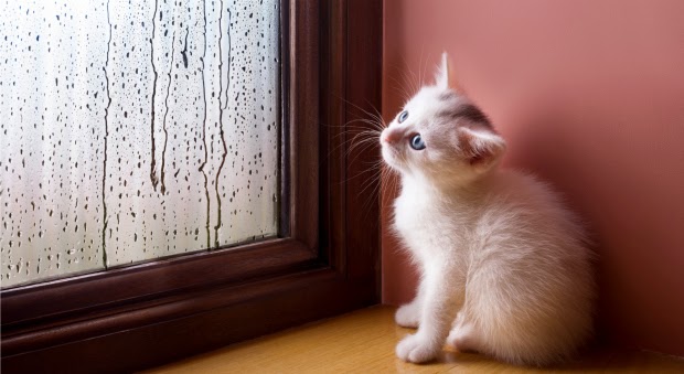 cat-window-S58fZj-orig_master_1.jpg