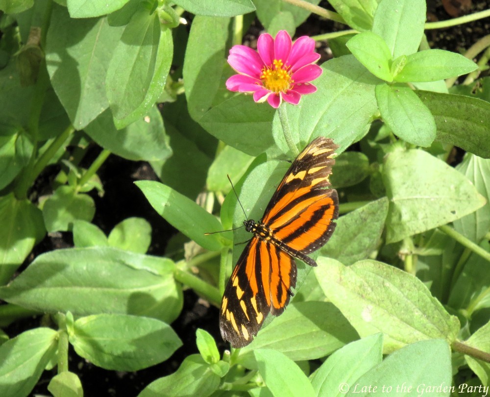 Late to the Garden Party: Brookside Gardens - It was all about the ...