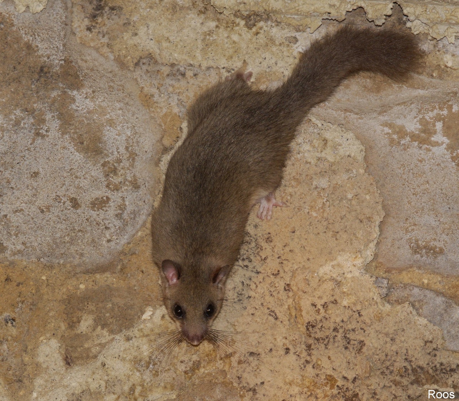 Natuur, cultuur en alles wat boeit ...: Frankrijk, Rygasse. De Relmuis ...