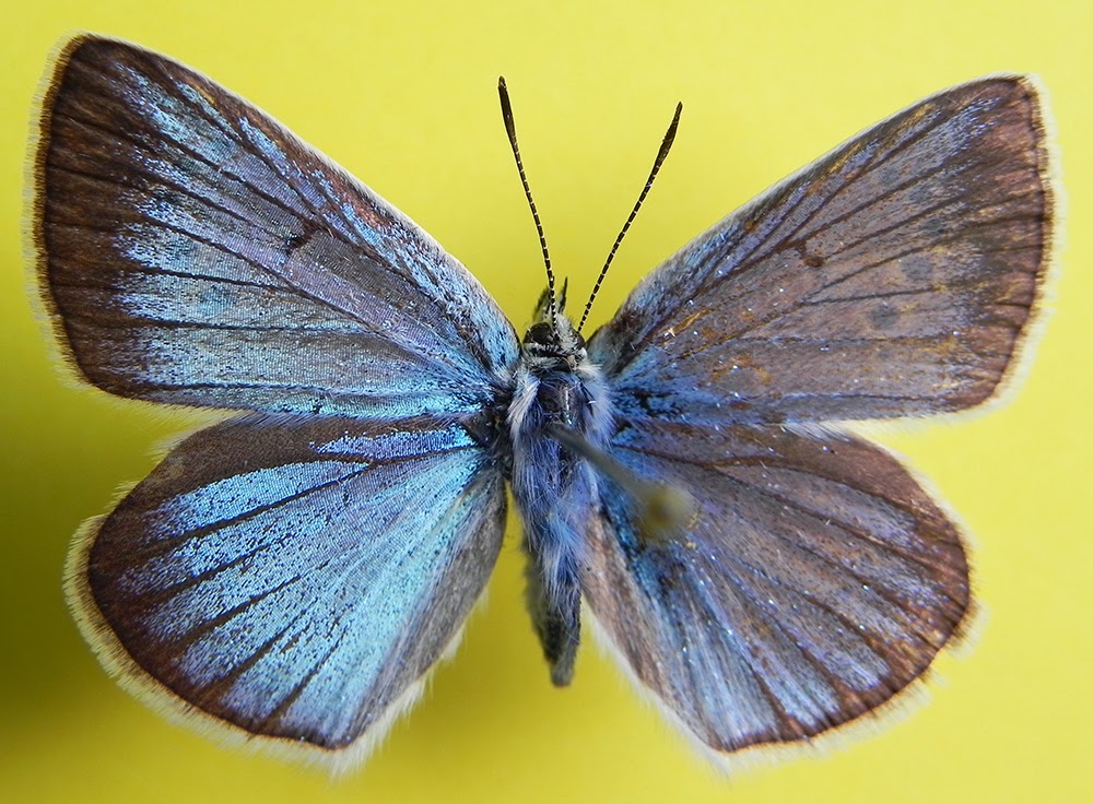 MARIPOSAS (BUTTERFLIES): Subfamilia POLYOMMATINAE Tribu POLYOMMATINI ...