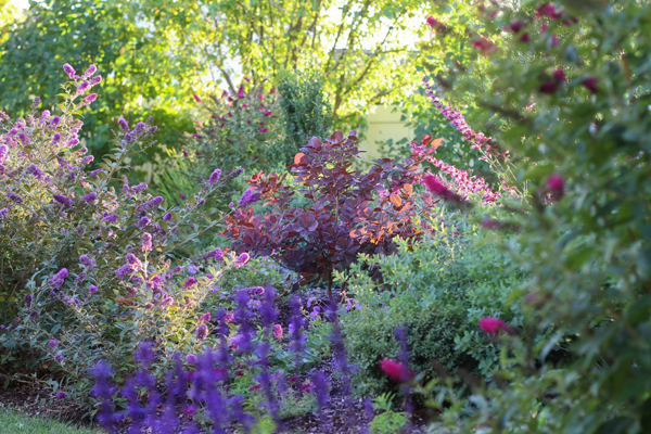 VW Garden: Early Fall Garden