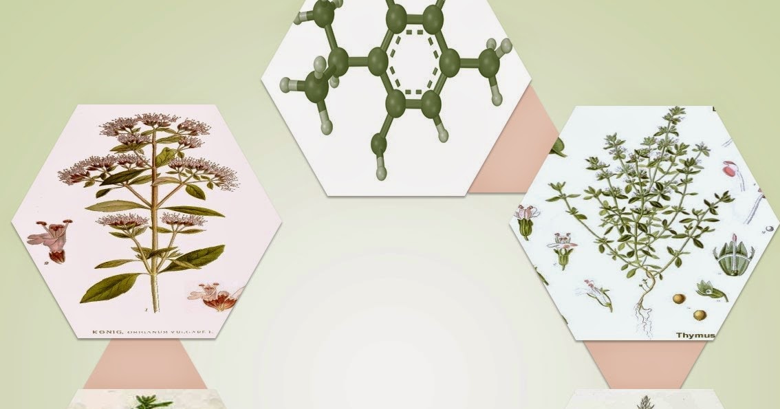 QUINTAIS IMORTAIS: Plantas com timol