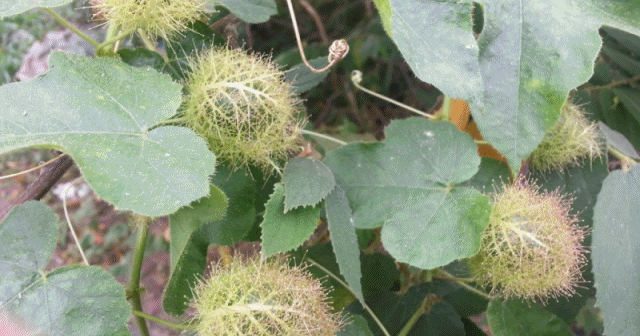 Perubatan Tradisional : Khasiat Pokok Letup-Letup