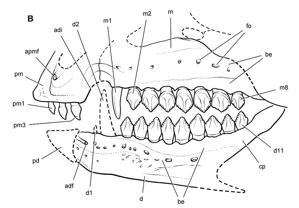 Waxing Paleontological: Peg Teeth