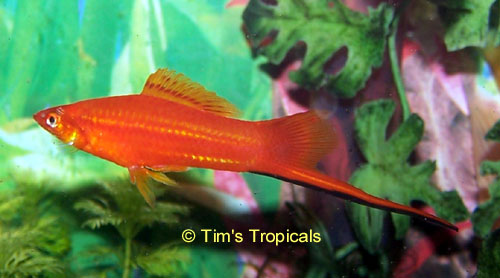 All About "Platy Fish" (Livebearers): Swordtail