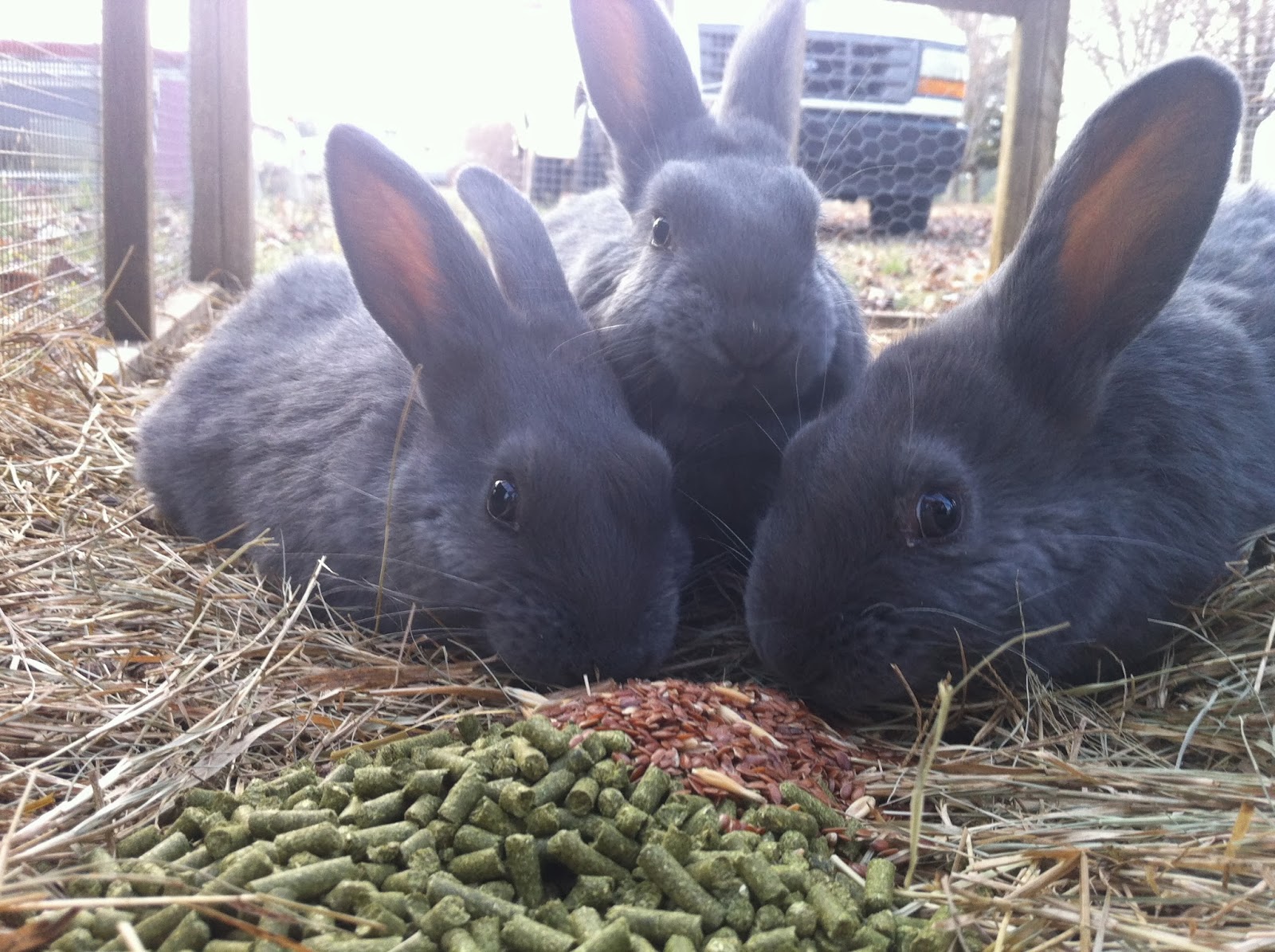 Haven Homestead: Feeding Rabbits Organically on a Pasture-based System