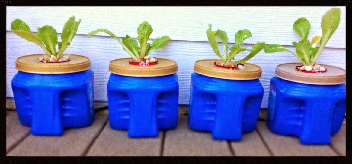 things n dreams: Kratky Method Chinese cabbage