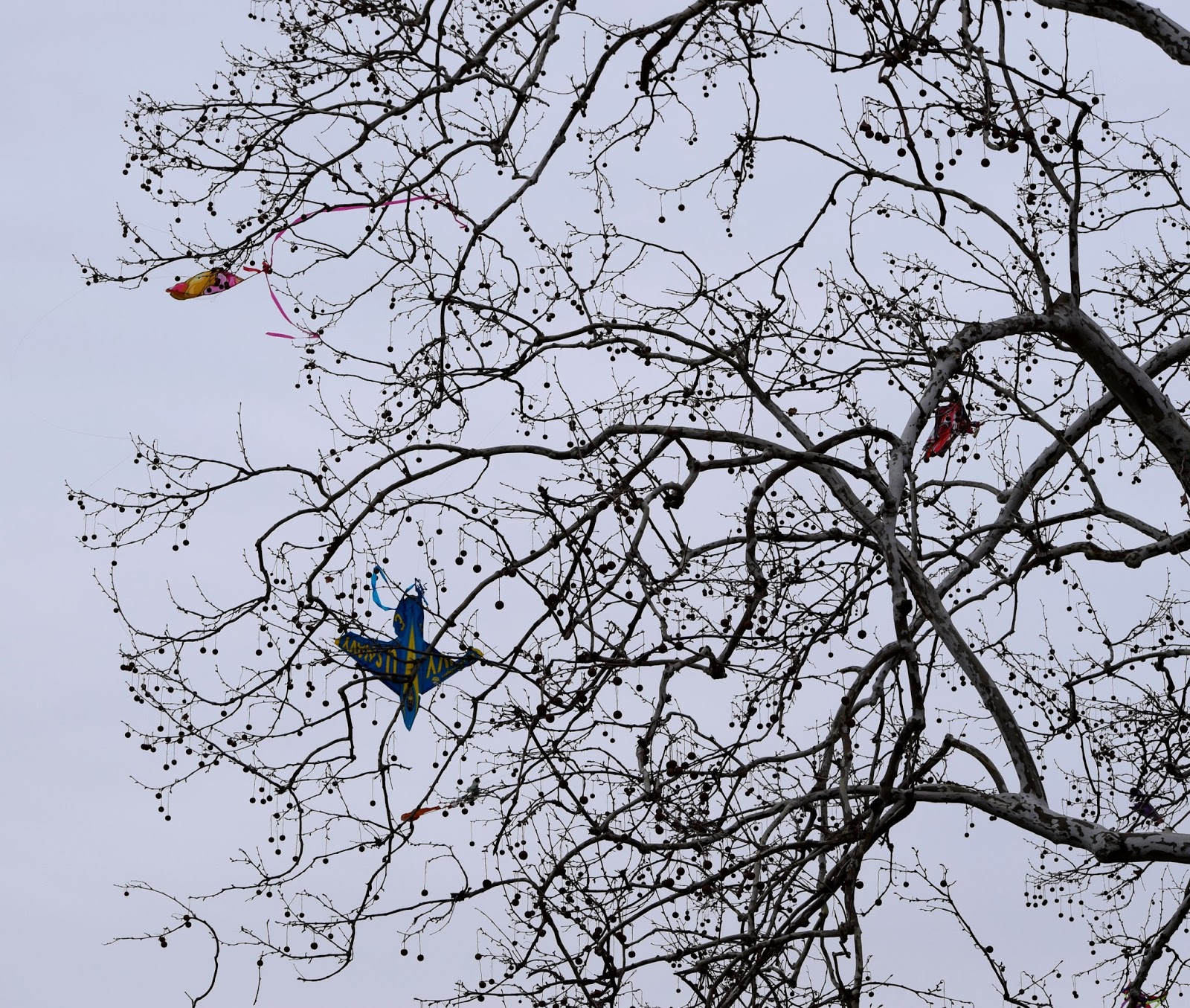 Jason's View from DC: The Kite Eating Tree
