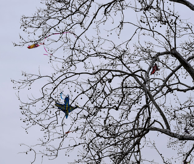 Jason's View from DC: The Kite Eating Tree