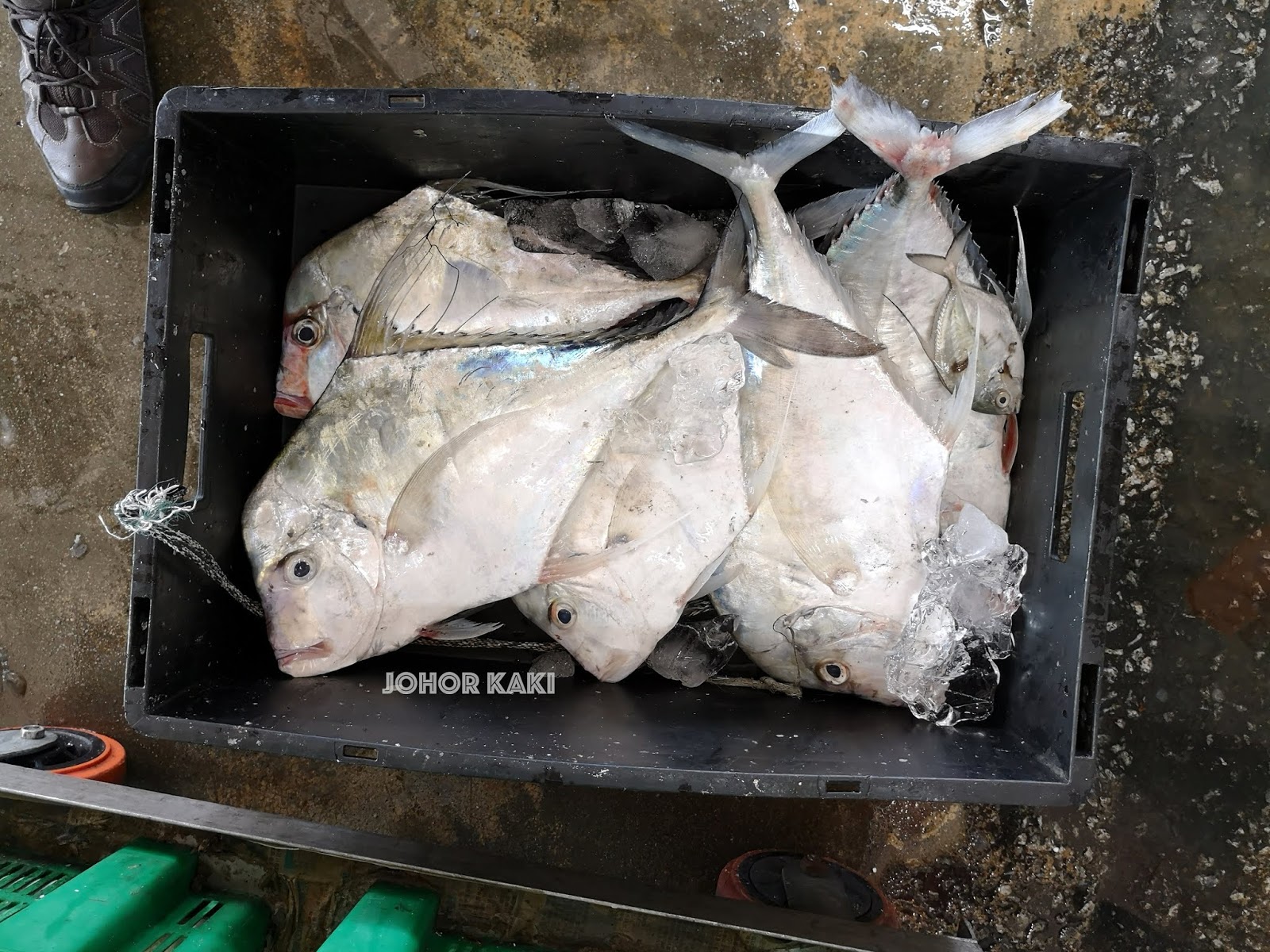 Pontian Wholesale Fish Market Update 2018 |Tony Johor Kaki Travels for ...