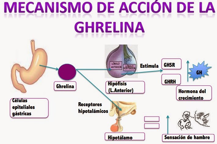 Saludables: ¿Qué es la hormona Grelina o Ghrelina?