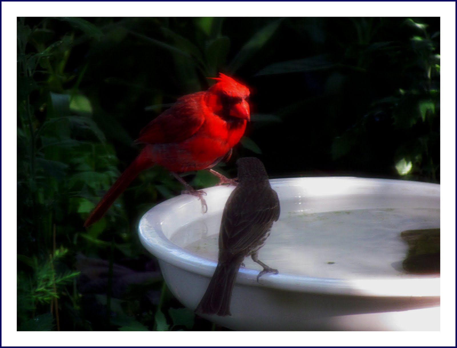 Mary's Be a GoodDog Blog: Summer Cardinals, Summer Cat