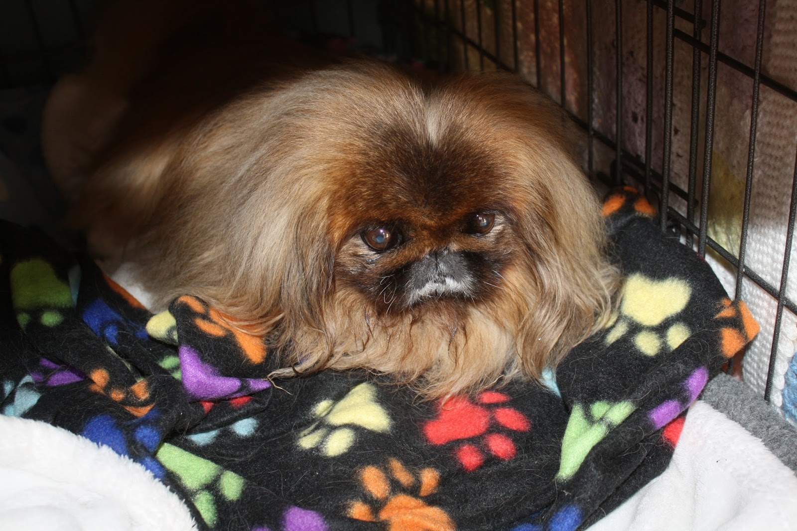 Must Love Pekes: COCO'S SAD FACES