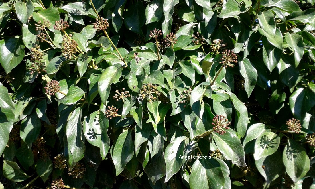 Flora medicinal, alimenticia y artesanal de la Ribera Navarra: Hedera ...