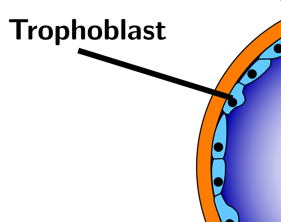 Trofoblasto - Ata insight