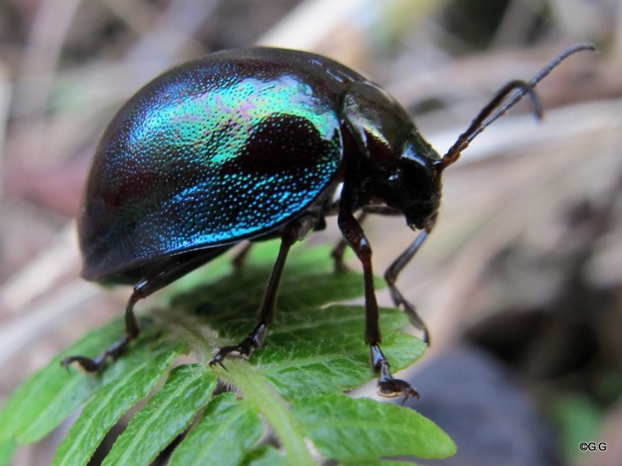 Nature Wonders Gershonized: Papua New Guinea collection of insects 9_2011
