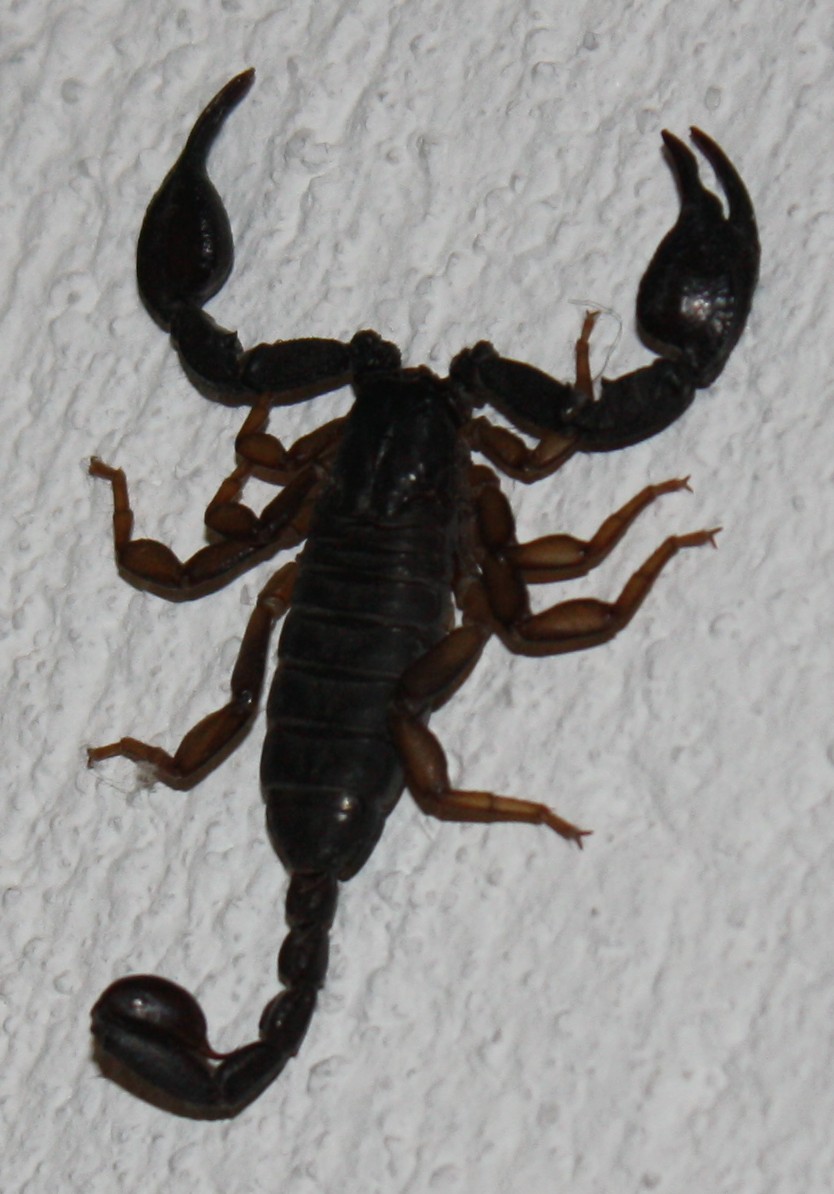 Hysong Designs - The Artists Way: Montifortino & Italian Scorpions