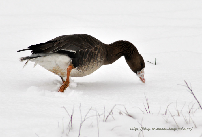 In linii mari: Pasari