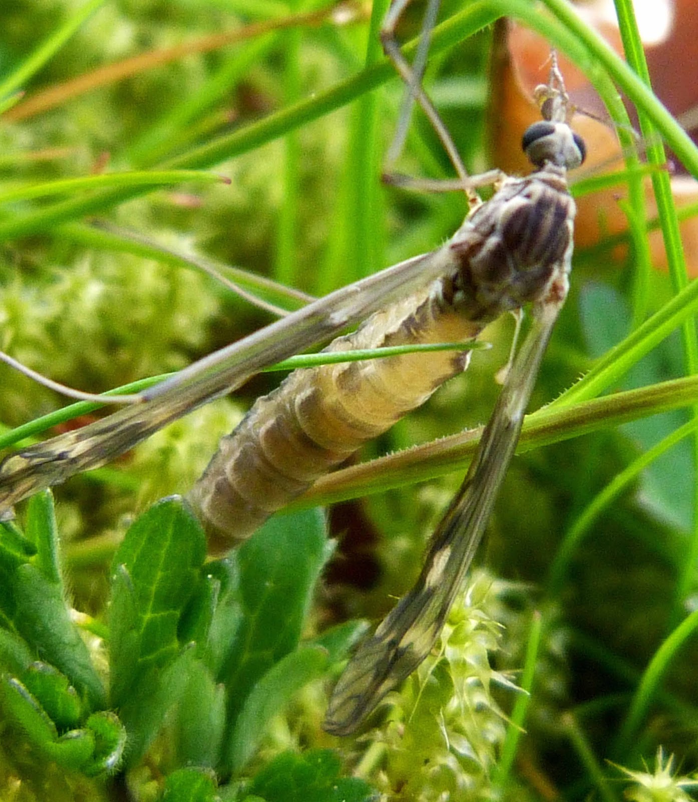 Insects of Scotland: Craneflies