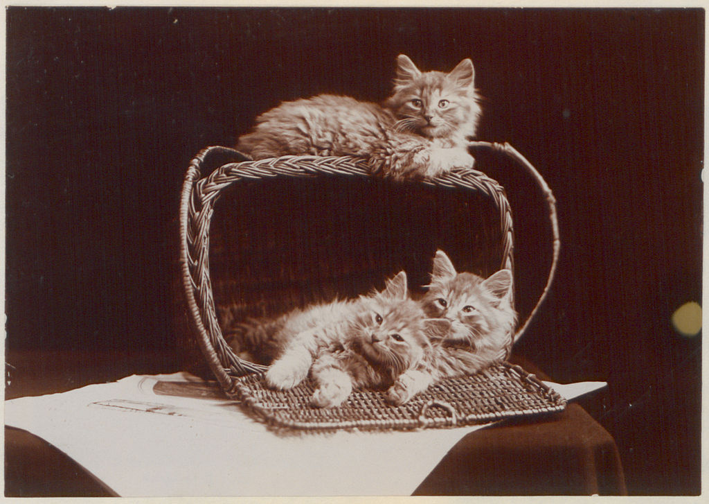 The Cats of Canada: Adorable Vintage Photos of Very, Very Cute Kittens ...