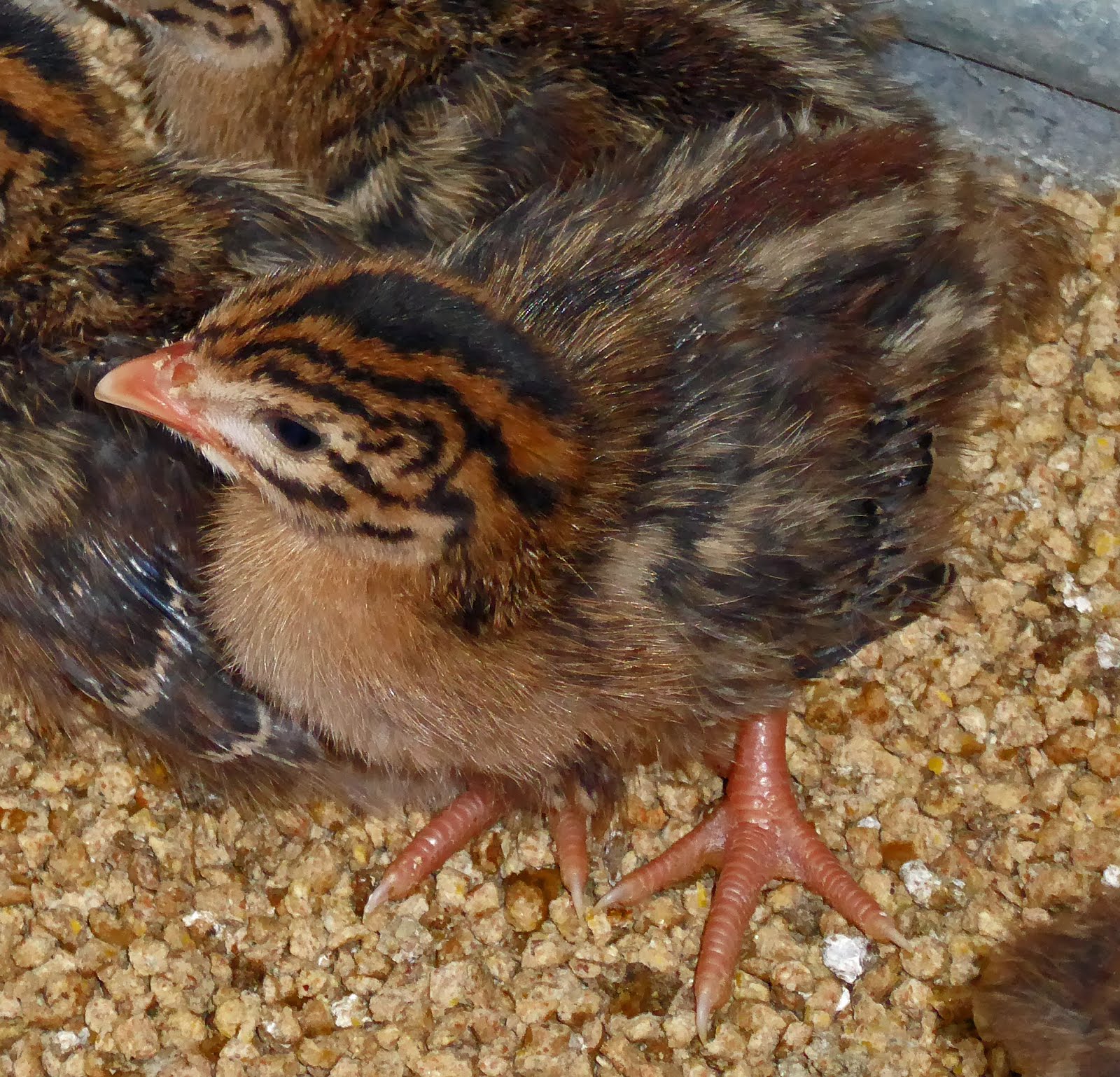 Lovin' Life At The End Of The Dirt Road: The Great Guinea Fowl ...