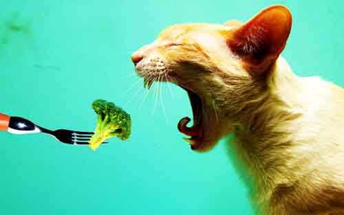 Best Funny Cat Pictures: Funny Cat Vegetable eating food hours