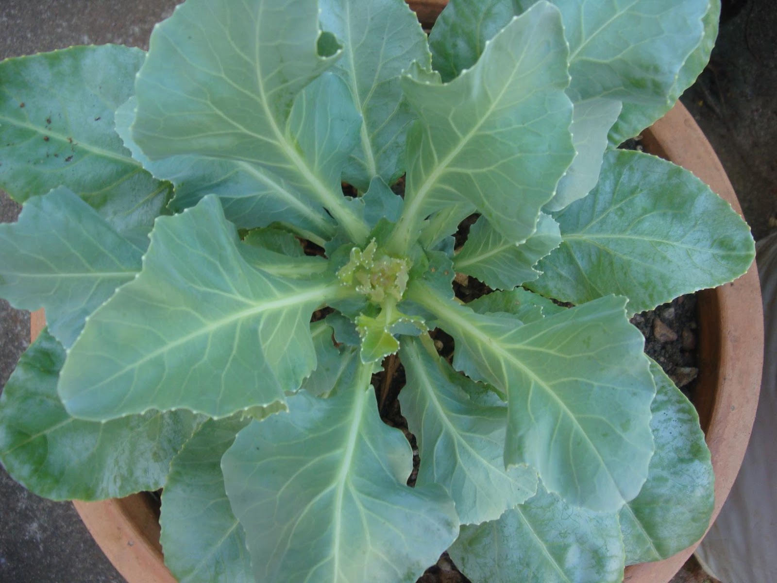 Organic micro farm and vegetable terrace garden : Growing cauliflower ...