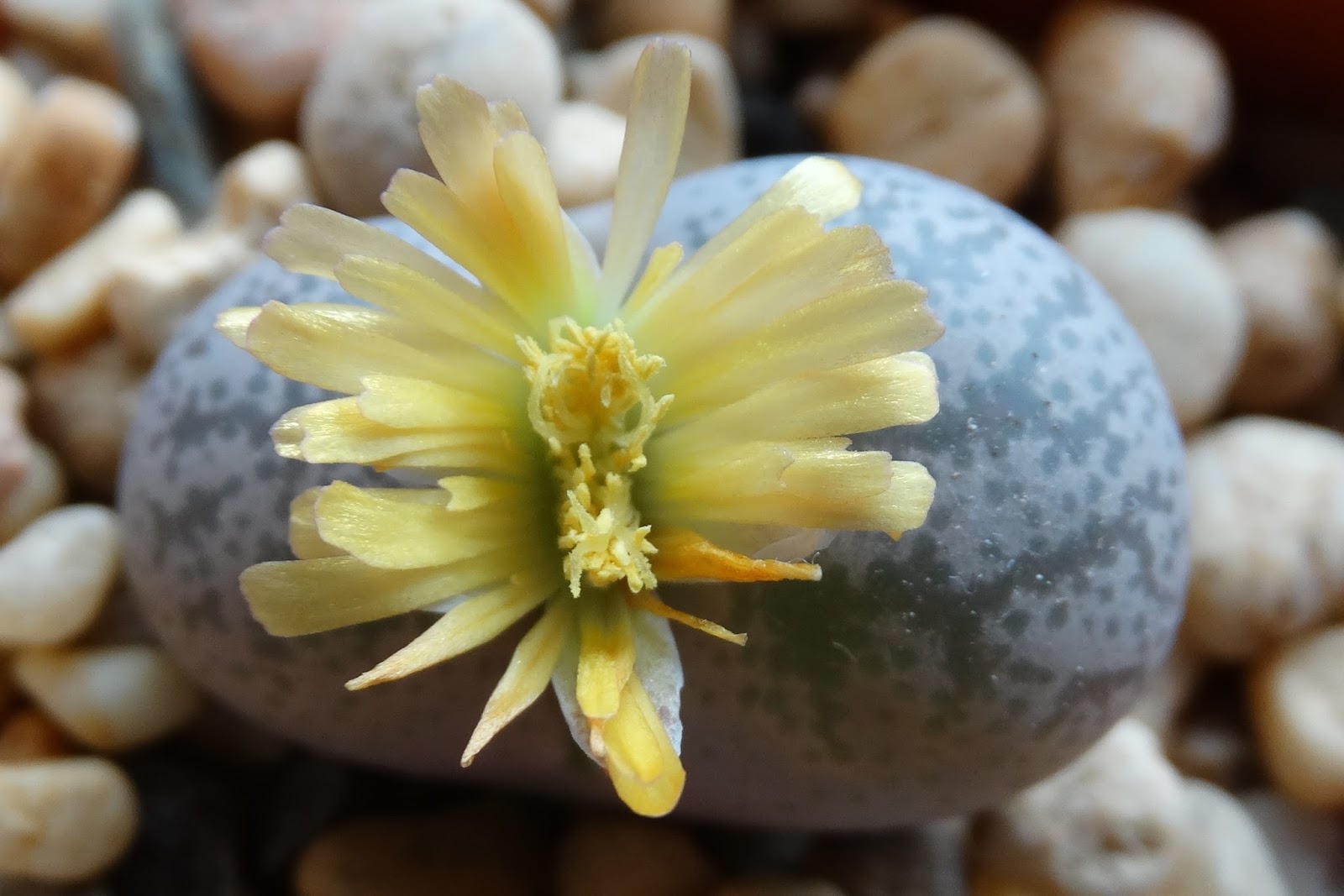 Succulent Sundae: LITHOPS COLEORUM