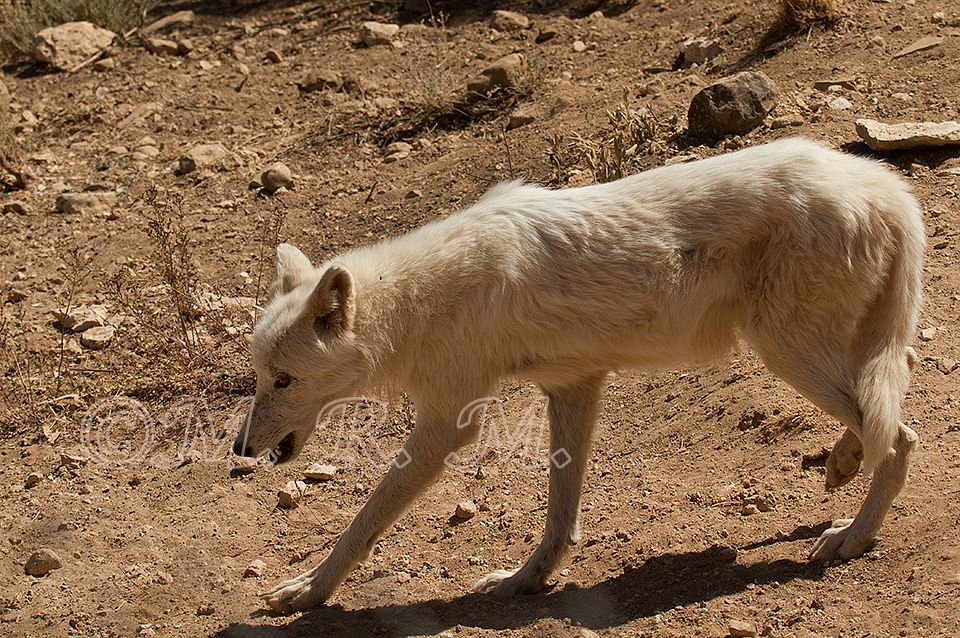 SENDEROS DE LUZ: LOBO DE ALASKA