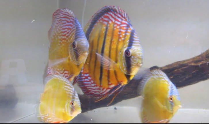 Fish Zone: discus fish care and breeding