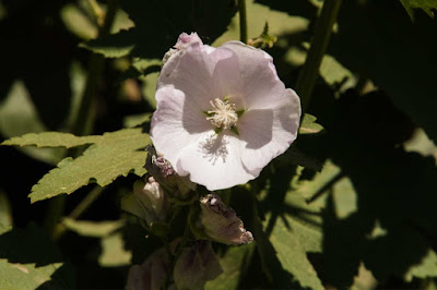 Wasatch Wildflowers: Wild Hollyhock (Iliamna rivularis)