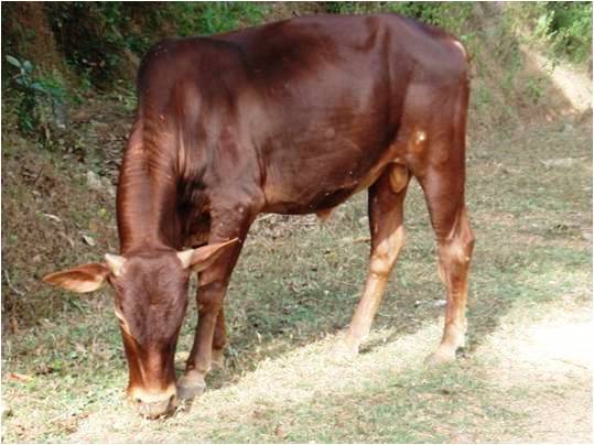 The NEWS Portals: NOW MALNAD GIDDA, A UNIQUE CATTLE, IS A RECOGNISED BREED
