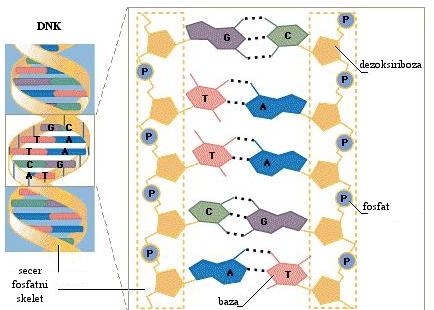 Tipovi mutacija u genomima i fenotipske promene koje one mogu izazvati