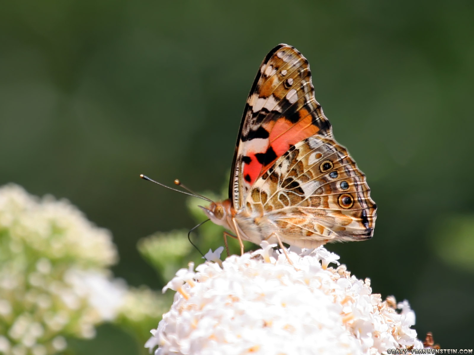 Wallpapere Fluturi HD | Wallpapere desktop HD