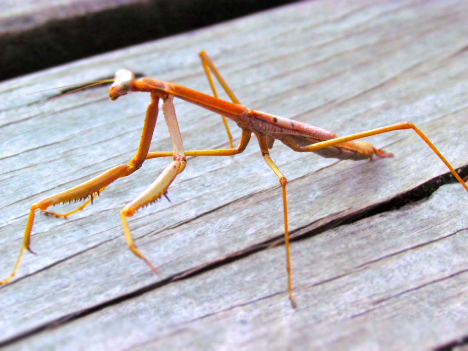 Passports and Prada: Australian Animals.