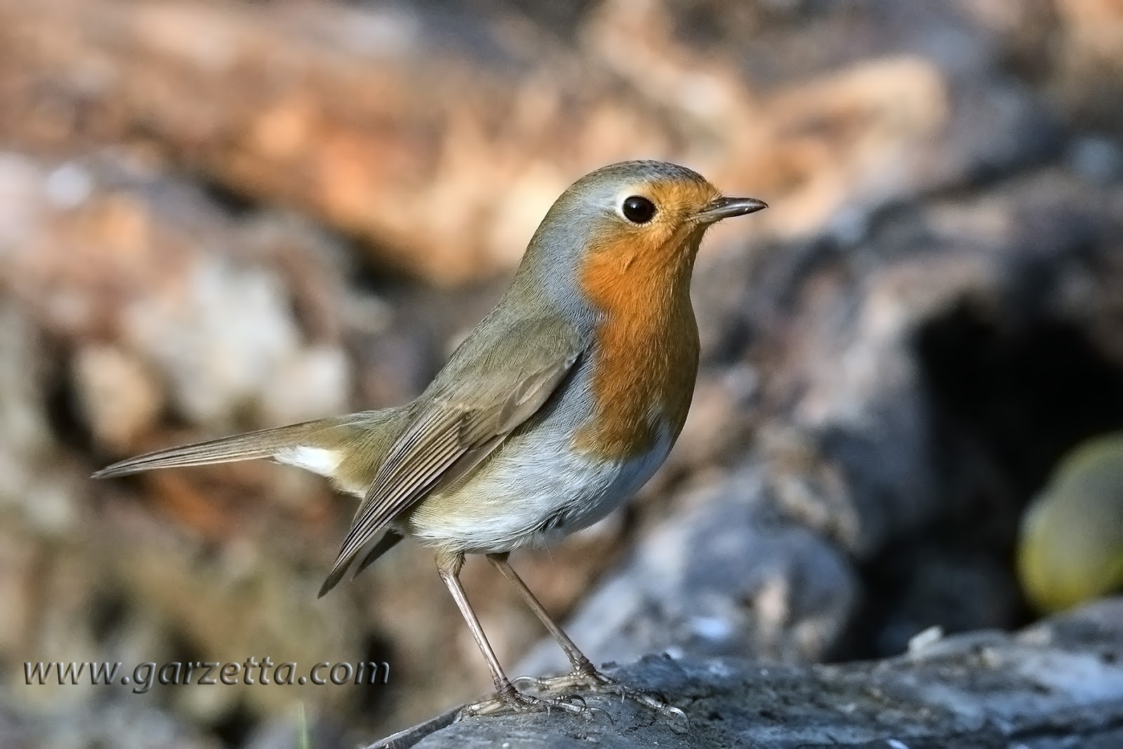 Pensierini sparsi: Il Pettirosso